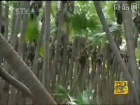 Nanyang – The South Seas. | Many trees - 1 Forest/ 天下武林是一家