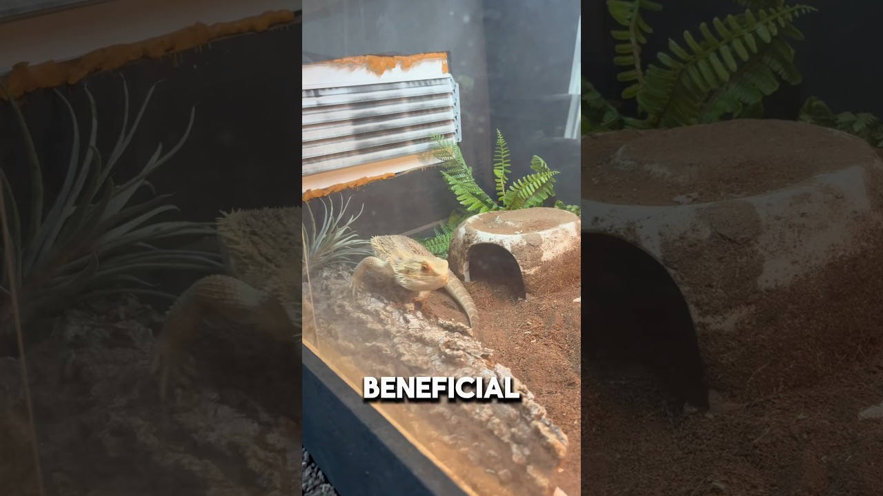Let’s SETUP a BEARDED DRAGON Enclosure!😁🦎#shorts #reptiles #beardeddragon #lizard #pets #wildlife