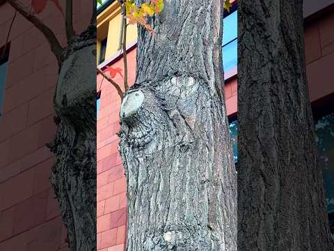 Trees with Faces