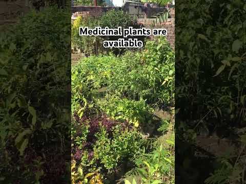 #medicinal #plants #health #nursery #anmolnurseryraiwala