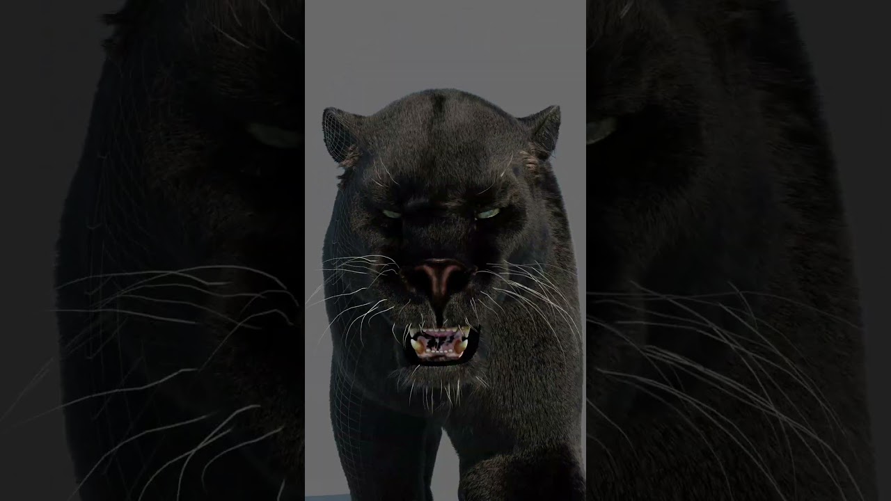 Animated Black Panther 3D Model — Rigged & Groomed Fur | PROmax3D