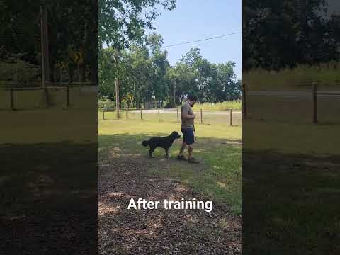 Zeenas after training #doglife #dogobedience #dogtraining #dog #wholetthedogsout #bestjob #k10dogpro
