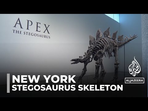 Dinosaur for sale: Stegosaurus skeleton up for auction in New York