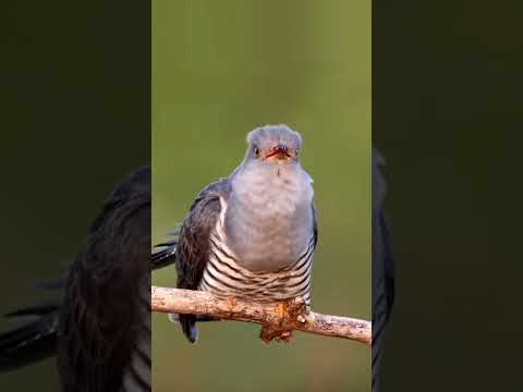 CUCKOO Bird CHIRPS Nonstop for 30 Minutes! The Real Sound Showdown