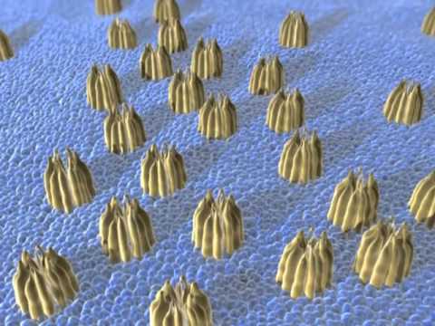 CFTR Video.mov
