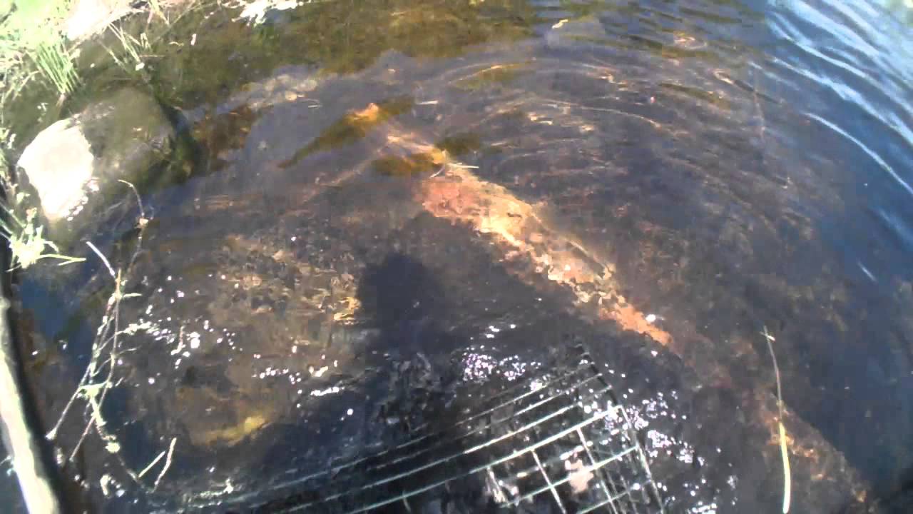 Why we set side by side Comstock Beaver Cage Traps!
