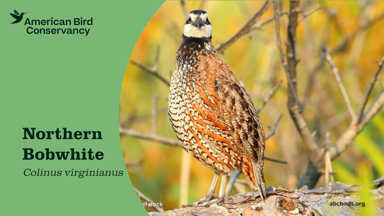 Northern Bobwhite: Quality Quail