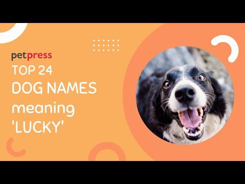 Top 24 Dog Names That Mean 'Lucky' 🐾 | PetPress 🐶