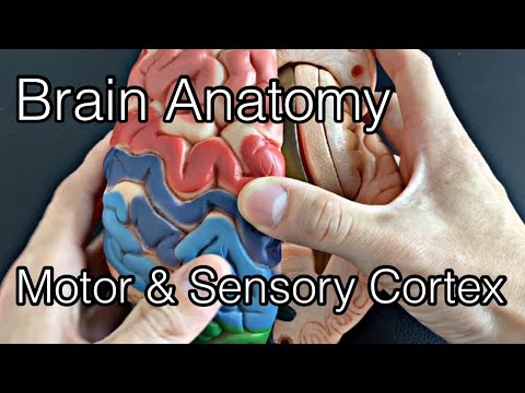 Anatomy of motor cortex and somatosensory cortex (English)