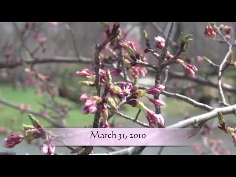 Blooming Cherries at the Missouri Botanical Garden