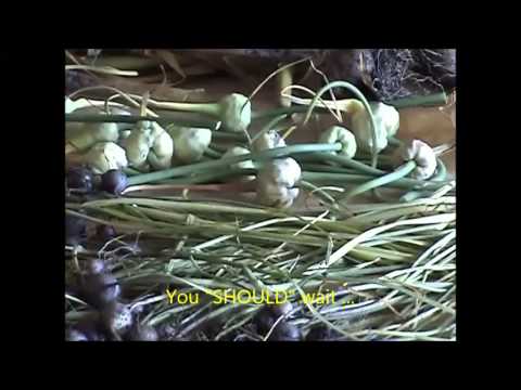 Propagating Garlic from Bulbils