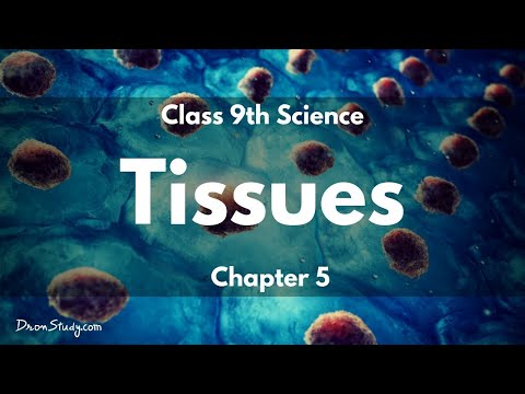 Tissues : CBSE Class 9 IX Science Video Lecture