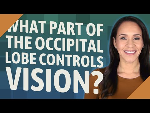 What part of the occipital lobe controls vision?