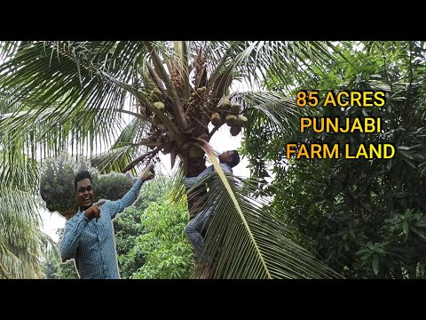Mini Punjab in Tamilnadu | Vallandhai Farm | 85 Acres of lush green land.
