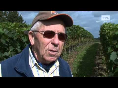 2012 is goed Limburgs wijnjaar