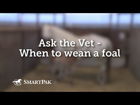 Ask the Vet - When to wean a foal