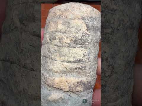 π€―Impressive Cephalopod Fossil - Short 244 #shorts #fossils #teamrockit #cephalopod