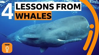 Learn English through Video What whales can teach us about living our ...