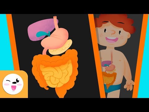 Sistema Digestivo – Digestive System – Mi clase de Tecnología e Innovación