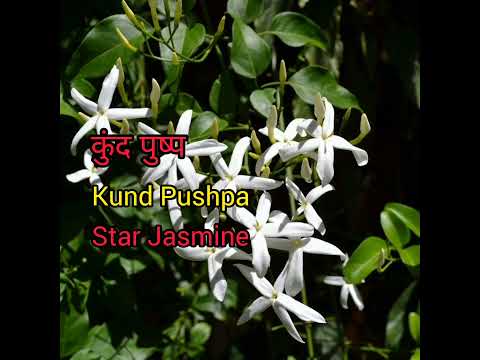 Star Jasmine meaning in hindi with picture. Star Jasmine matlab kya hai. Kund Pushpa matlab kya hai