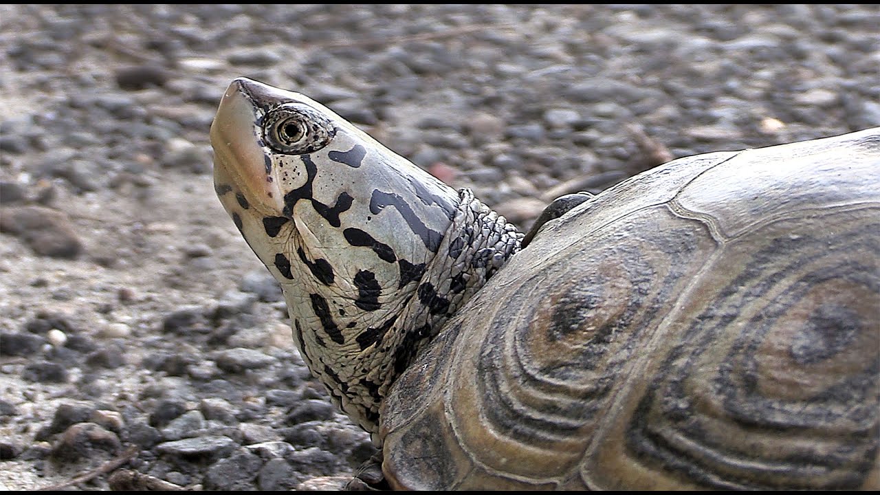 Northern Diamondback Terrapin Turtles in New Jersey | Reptiles in New Jersey