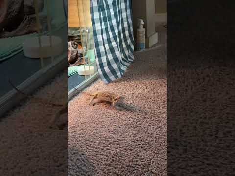 Winny’s learning to crawl! Better leg control, stronger steps. #beardeddragon #reptilecare