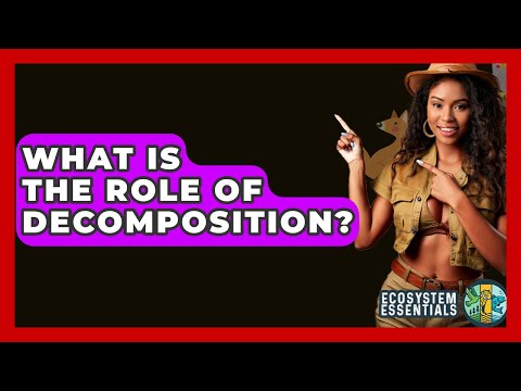 What Is The Role Of Decomposition? - Ecosystem Essentials