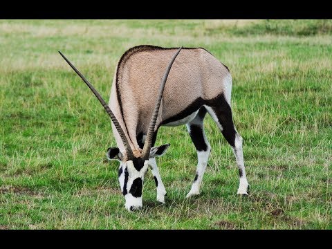 NJ Gun Rights Updates; Ted Nugent Recounts Gemsbok Attack: Gun Talk Radio | 4.7.19 A