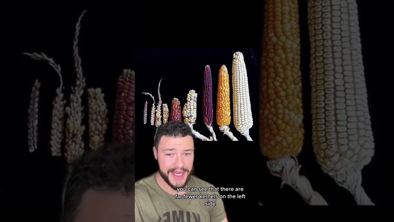 Food Before Selective Breeding #interesting