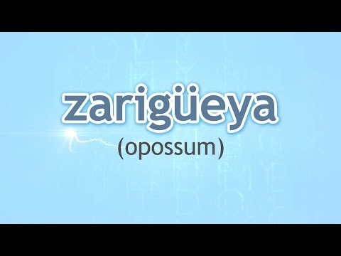 How to Pronounce Opossum (Zarigüeya) in Spanish