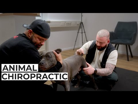 Pitbull wird behandelt.. | Bones Hands Animals | Animal Chiropractic