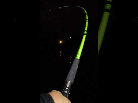 TN DAM Catfish #shorts #palmettocats
