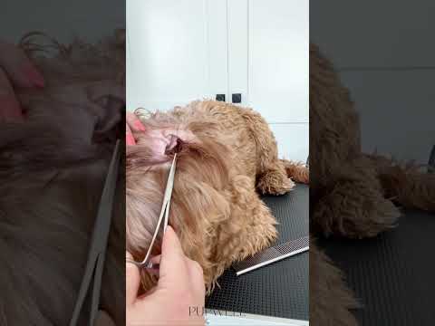FAQ: How do I remove my dogs ear hair?