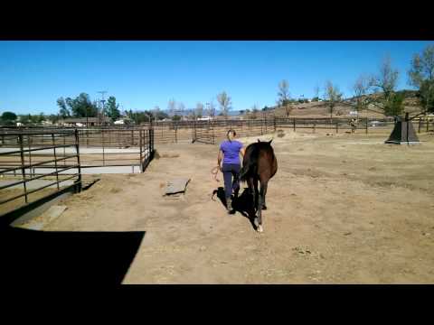 In Quick Form weanling halter and lead