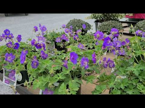 Geranium 'Rozanne' & 'Azure Rush' (Cranesbill)// 2 Outstanding, Award-Winning Perennial Groundcovers
