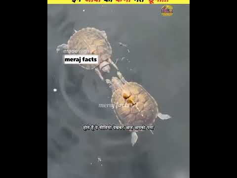 The Clever and Deadly Fish of the Ocean