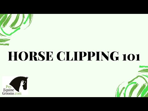 How to Clip Your Horse - Styles, Clippers, Blades, Techniques, Clipping Prep and Skin Care