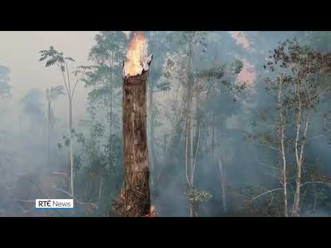 Deforestation in Brazilian Amazon surges to 12-year high