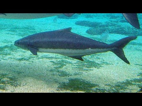 Facts: The Cobia