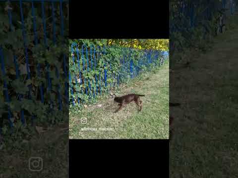 The greatest ratting terrier of he's generation