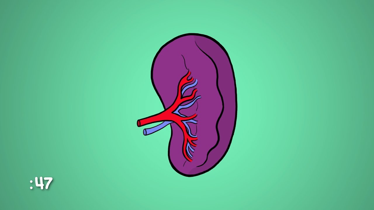 The Spleen: Function, Location, and Anatomy Explained | WebMD