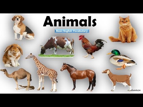 Animals Name | Learn Animals Name in English | Animals Name Basic English Learning  [Unit # 08]