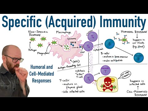 Specific (Adaptive) Immunity | Humoral and Cell-Mediated Responses