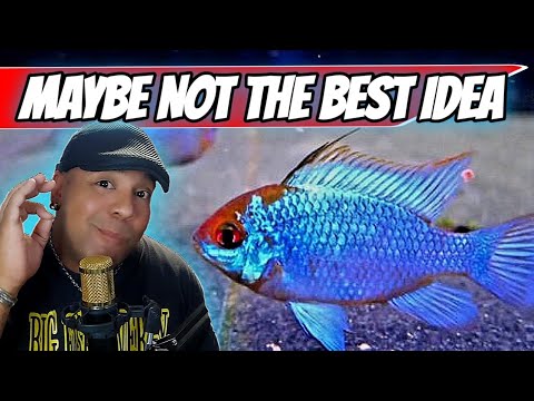 Why Electric Blue Rams Might Disappoint You