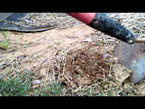 A Tough Row to Hoe