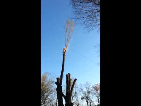 Tree cutting accident
