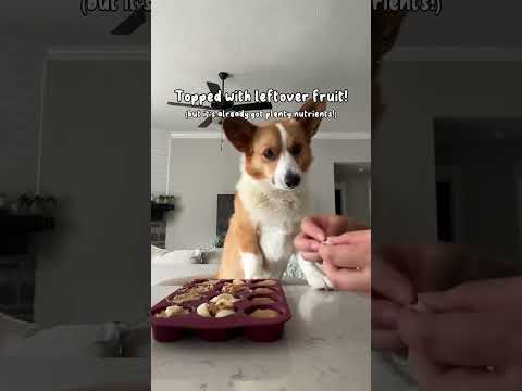 Make DIY summer pupsicles with us! #gosolutions #dog #dogfood #pupsicles