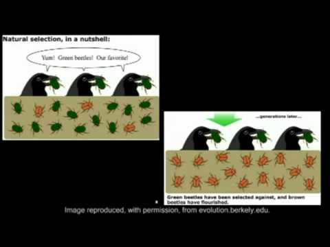 The Theory of Evolution in 2 Minutes