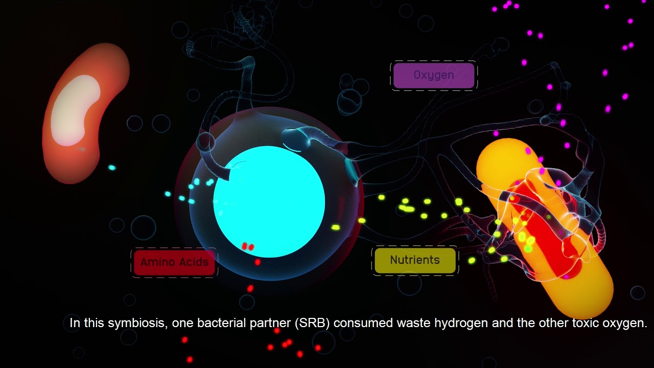 A new model for the origin of eukaryotes -the Entangle-Engulf-Endogenize (E3) model-