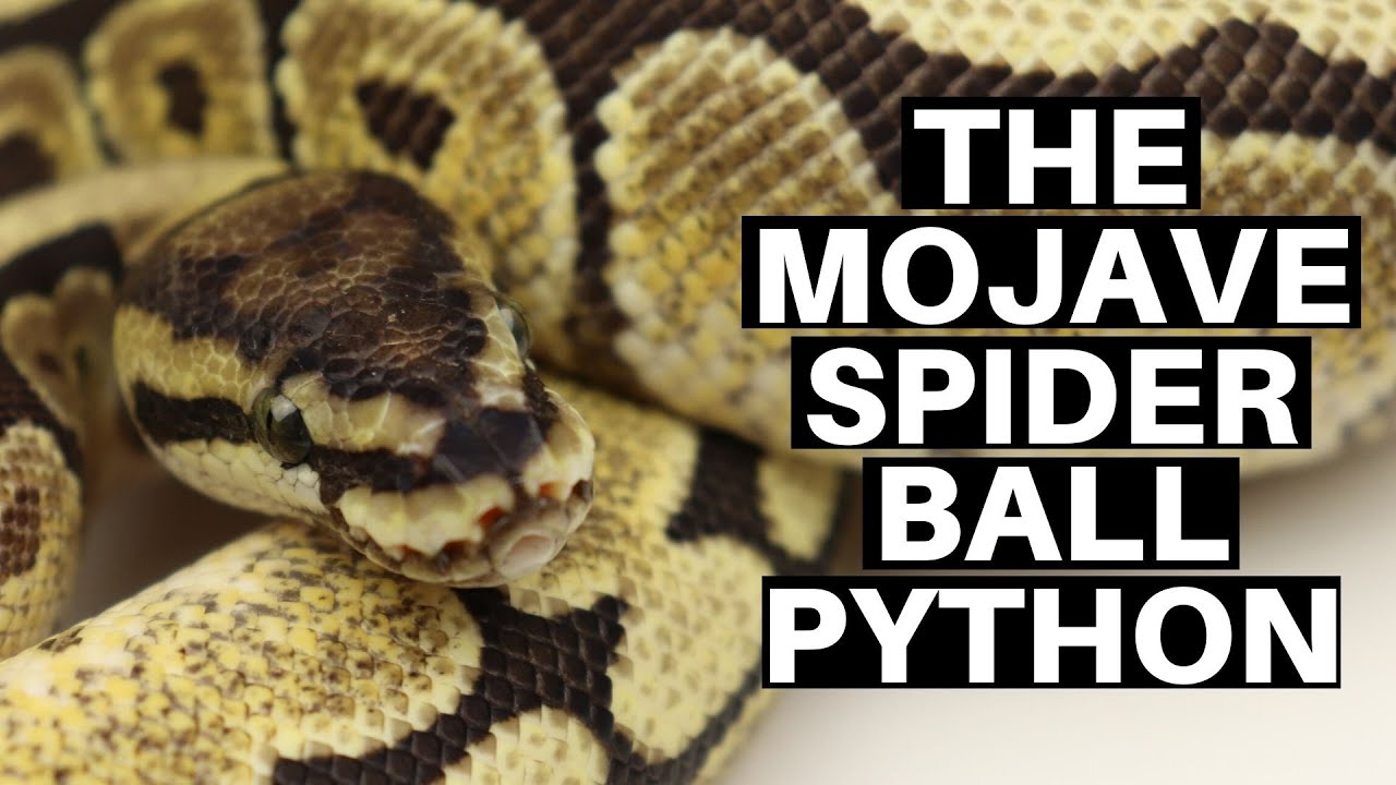 Morph Guide #7: The Mojave Spider Ball Python - Benjamin's Exotics